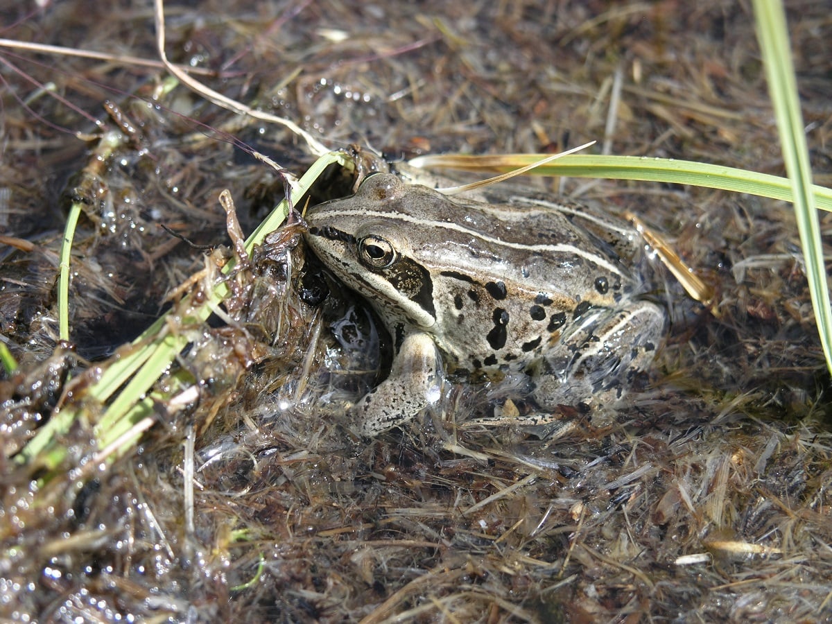 Wood Frog Government Of Yukon